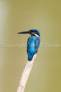 Bee-Eaters Rollers Kingfishers & Hoopoe - Geoff Trinder Nature Photographer