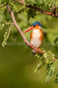 Bee-Eaters Rollers Kingfishers & Hoopoe - Geoff Trinder Nature Photographer